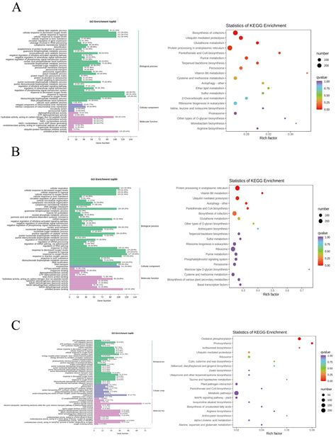 Metabolome And Transcriptome Analyses Identify The Characteristics And