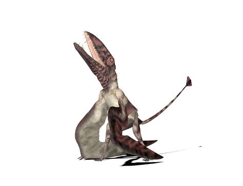 Dimorphodon Pterosaur Photograph By Friedrich Saurer Pixels