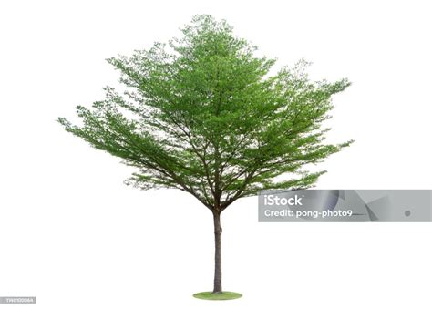 흰색 배경에 고립 된 크고 녹색 나무 아름 답 고 견고한 나무는 숲 정원 또는 공원에서 성장 하 고 있습니다 0명에 대한 스톡