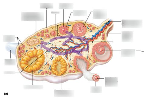 Ovary Diagram Quizlet