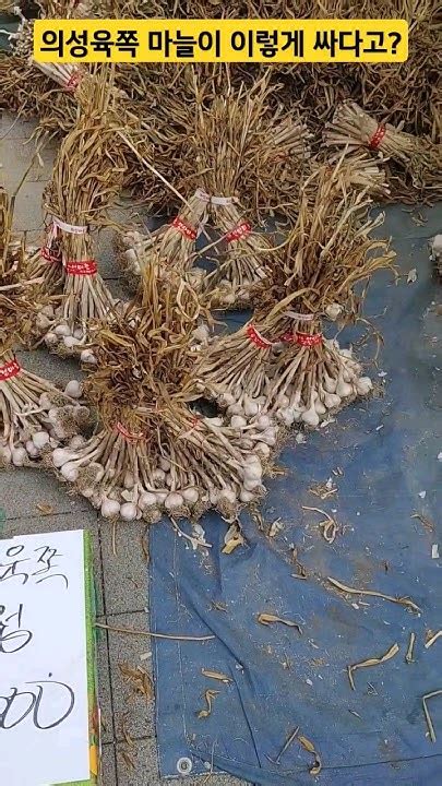 모란5일장 의성 육쪽 마늘 너무 싸다 Youtube