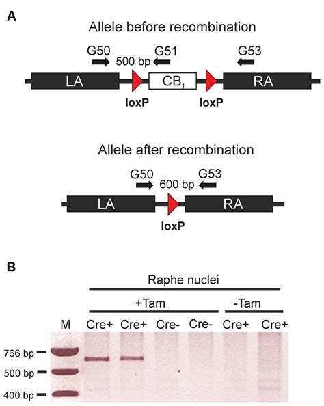 Tamoxifen Inducible Genetic Inactivation Of Cannabinoid Type 1 Cb1