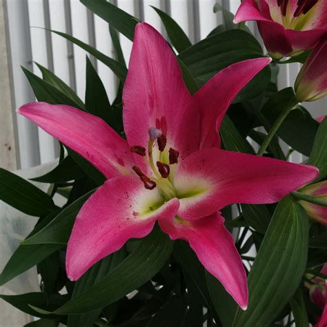 Lilium 'Competition' - Albrecht Hoch OHG