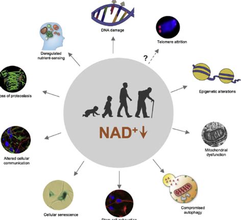 니코틴아미드리보사이드 Nr과 S 아세틸글루타치온을 결합한 항노화 솔루션 네이트뷰