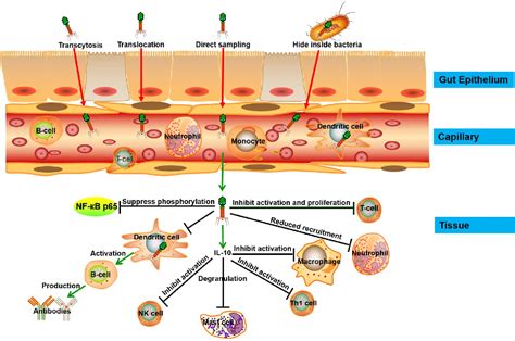 Figure 1 From Mini Review Advantages And Limitations Of Lytic Phages Compared With Chemical