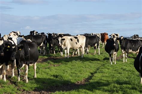 Check Out Your Latest Co Op Report Now Icbf