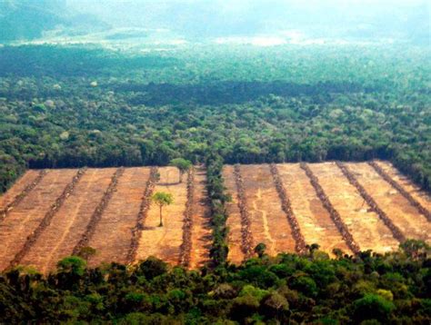 Deforestación Avanza Incontrolable En Bolivia Biodiversidad En