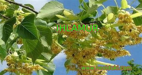Ihlamurun faydaları nelerdir Ihlamur çayı nasıl hazırlanır
