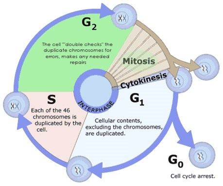Mitosis Cell Cycle Cell Division PMF IAS