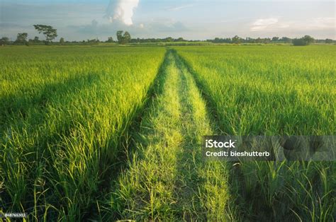 쌀 필드 녹색 잔디도로 자연 풍경 배경 0명에 대한 스톡 사진 및 기타 이미지 0명 계절 농업 Istock