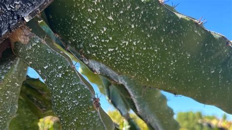 Cal Mineral é Usado Por Produtores Como Protetor Solar De Plantas