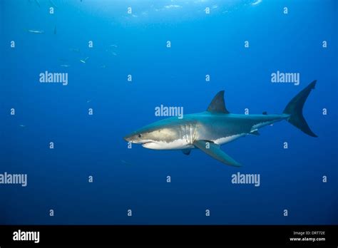 Great White Shark Carcharodon Carcharias Guadalupe Island Mexico