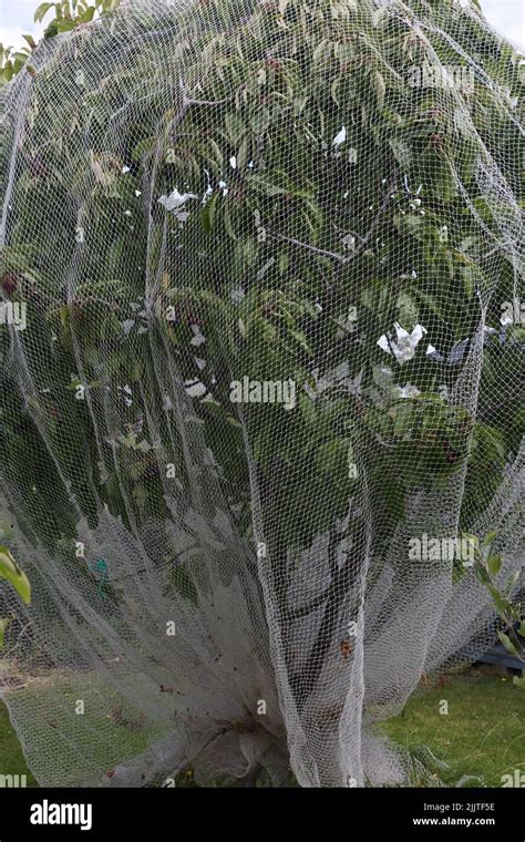 Mesh Netting Over A Cherry Tree To Protect Fruit From Birds Surrey