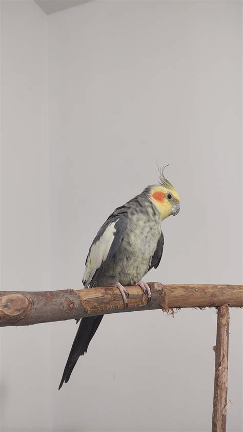 Cult Of The Party Parrot