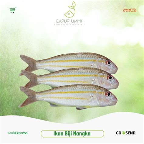 Jual Biji Nangka • Ikan Biji Nangka Segar 1kg Shopee Indonesia
