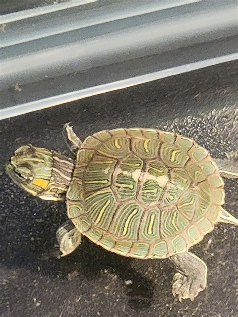 New Turtle Owner Is This Mineral Deposit Or Shell Rot R Redearedsliders