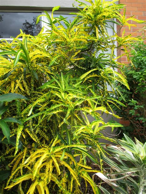 Codiaeum variegatum - Изображение особи - Плантариум