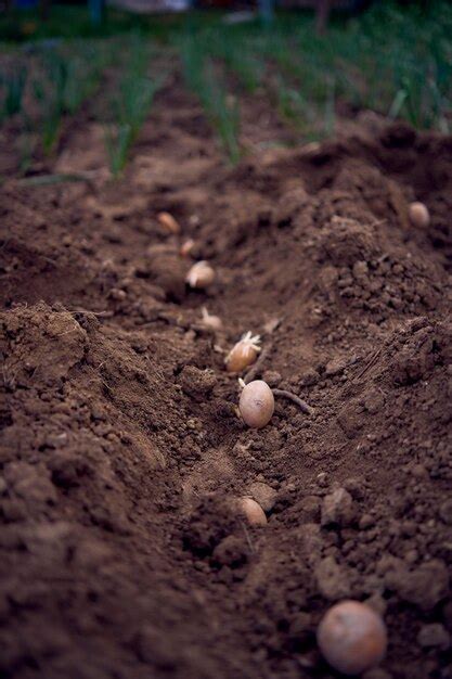 Premium Photo The Process Of Planting Potatoes Using Plows In Rows