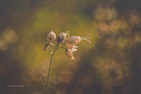 Bubble Bokeh By Tb Photography On Deviantart