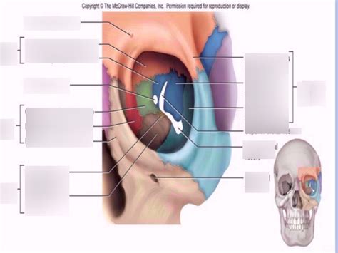 Diagram Of Orbit Quizlet