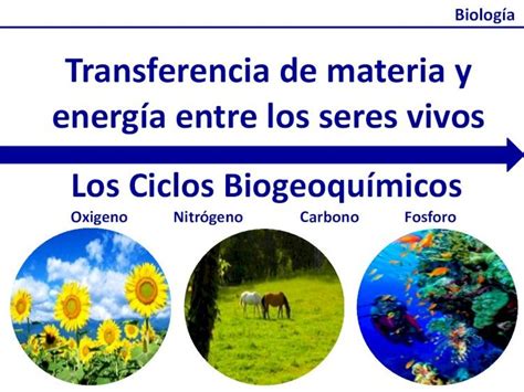 PDF Transferencia de materia y energía entre los seres vivos