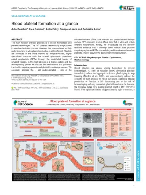 Blood Platelet Formation At A Glance Pdf Extracellular Matrix