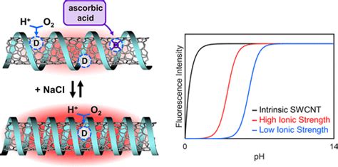 单壁碳纳米管表面吸附 DNA 的离子强度介导的相变 Journal of the American Chemical Society X MOL