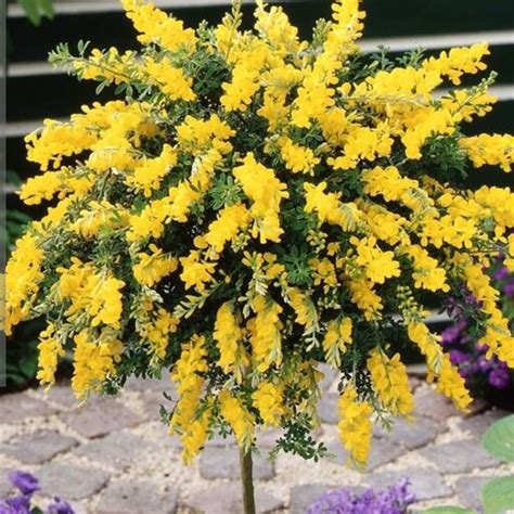 خرید و قیمت گل یاس درختی طاووسی بسیار معطر سایز متوسط از غرفه گلخانه