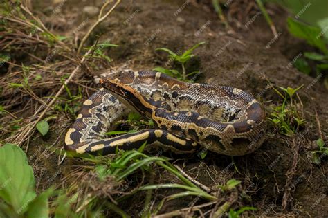 Premium Photo Borneo Short Tailed Blood Python Snake Python Curtus