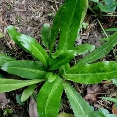 Beneficios Nutricionales Y Propiedades Medicinales Del Culantro O