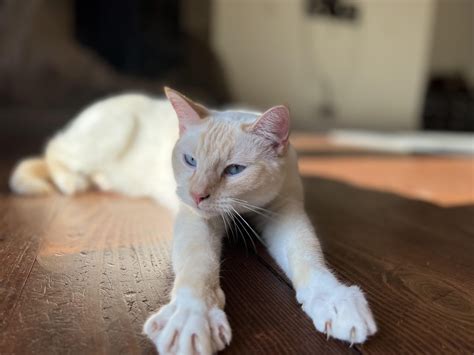 The Lilith Yoga Stretch Rsiamesecats