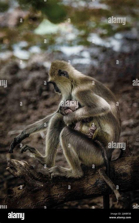 Wildlife of sri lanka Fotos und Bildmaterial in hoher Auflösung Alamy