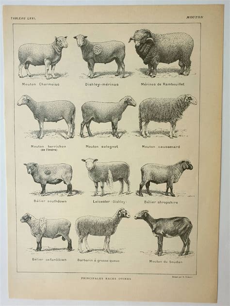 Old Engraving 1922 Anatomy Of The Sheep Musculature Skeleton