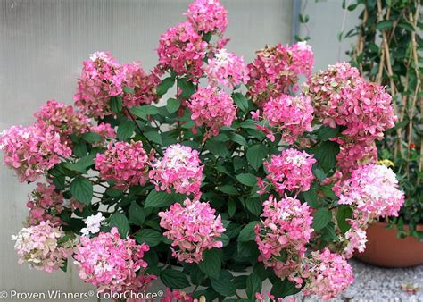 Wonderful Paniculata Fire Light Hydrangea Garden Plant
