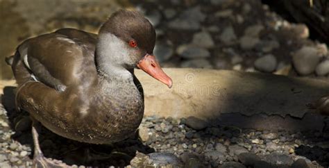 Nummer Stichwort Stock Fotos Freie And Royalty Free Stock Fotos Von