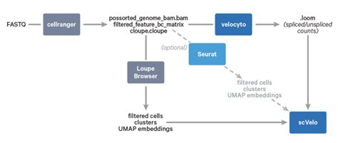 シングルセルRNA Velocity解析のためのvelocytoを用いたloomファイルの作成scVelo LabCode