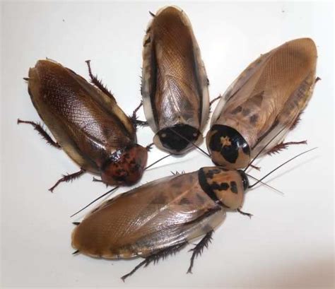 Eublaberus Alchetron The Free Social Encyclopedia