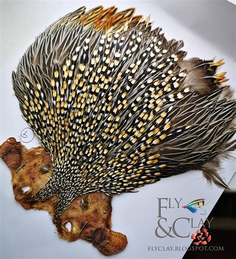 Fly And Clay Jungle Cock