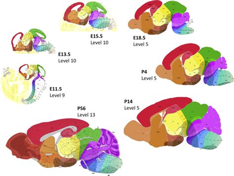 Hippocampus Anatomy Mouse