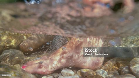 반 수중 알 수없는 여자는 산에서 트레킹 차가운 스트림으로 단계 기포에 대한 스톡 사진 및 기타 이미지 기포 발 하이킹 Istock