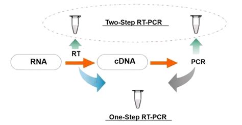 Mrna Sequencing Service Mtoz Biolabs