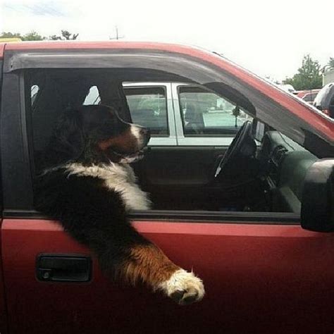 60 photos d animaux complètement débiles Bernese mountain dog Dogs