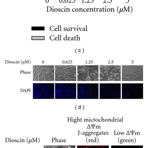 Dioscin Exerts Apoptotic Effect On Huh7 Cells A Structure Of Download Scientific Diagram