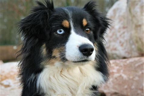 Chien Elevage Du Chemin De L Espoir Eleveur De Chiens Mini Berger