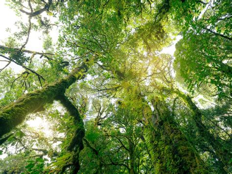 Green Tree Forest With Sunlight Through Green Leaves Natural Carbon