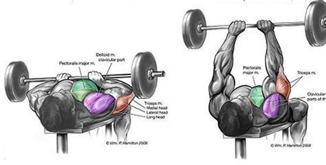 Bench Press Muscles Worked