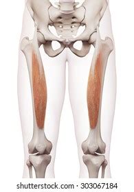 Medically Accurate Muscle Illustration Rectus Femoris Stock Illustration 303067184 Shutterstock
