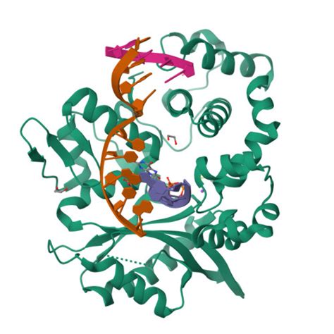 Rcsb Pdb 6ak9 Pre Catalytic Ternary Complex Of Human Dna Polymerase