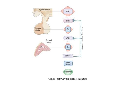 Ppt Pituitary Gland Powerpoint Presentation Free Download Id3856951