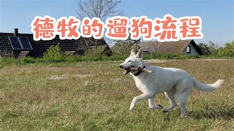 果然体力不好的人不要随便养德牧啊 Youtube